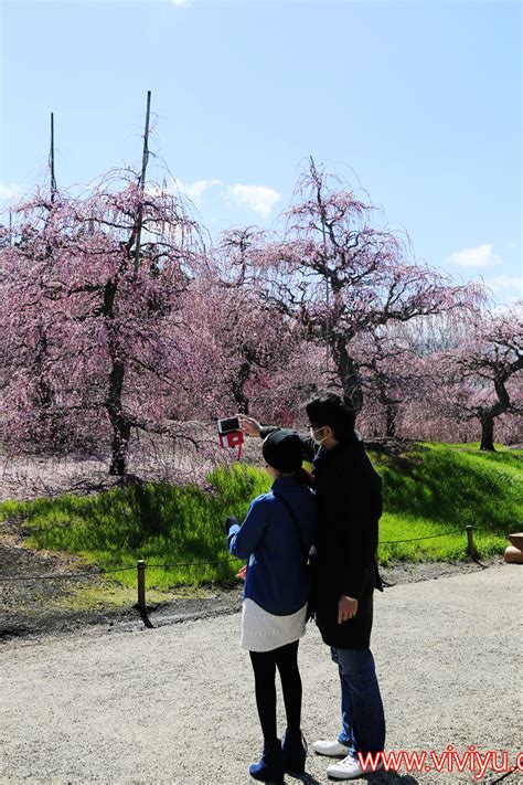 日本名古屋 三重縣鈴鹿の森庭園 一年只開放一個月盛開垂枝梅 交通自駕 入場費注意事項 VIVIYU小世界