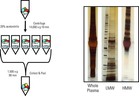 Ultrafiltration Purification Of Human Plasma With Gel Images Showing