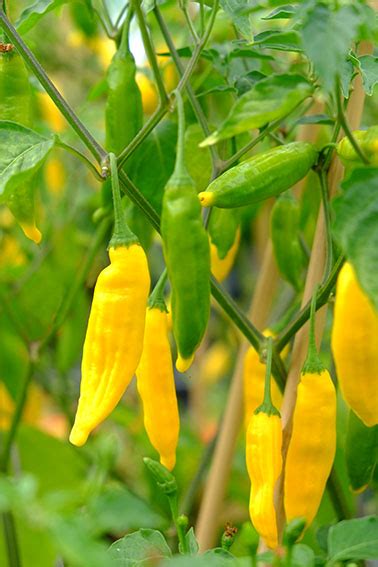 Buy Your Lemon Drop Chilli Plug Plants Here Sea Spring Plants