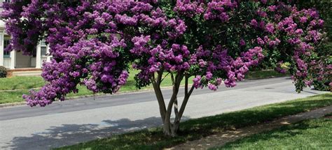 7 Trees With Non Invasive Roots DoItYourself Com