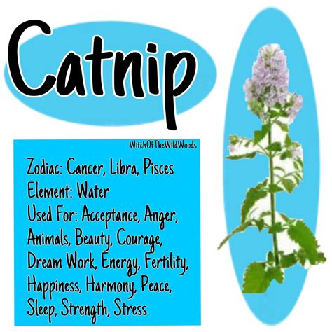 Catnip In 2024 Magic Herbs Herbal Magic Healing Herbs