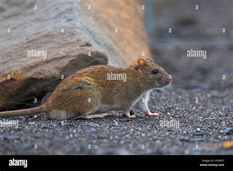 Brown Rat Commo Brown Rat Norway Rat Common Rat Rattus Norvegicus