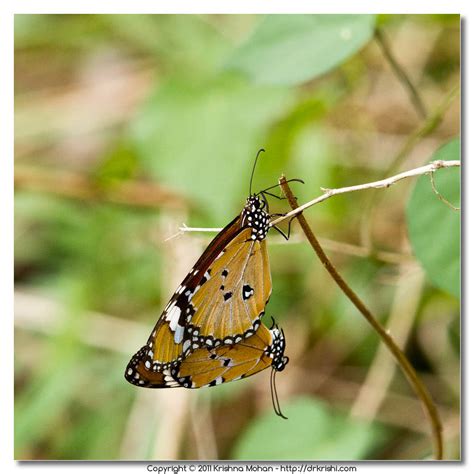 Mating Trouble Krishna Mohan Photography