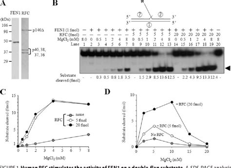 Table 1 From Human Replication Factor C Stimulates Flap Endonuclease 1 Semantic Scholar