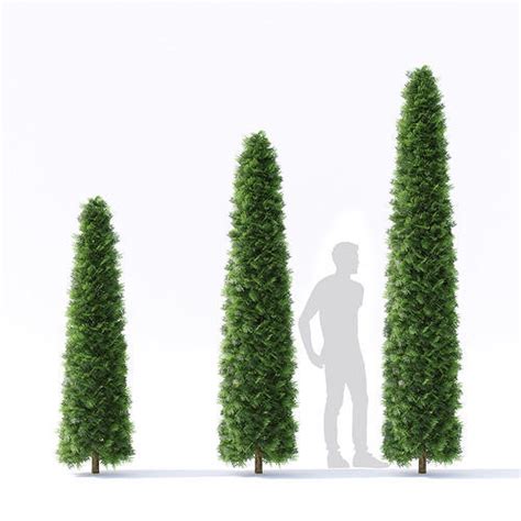 Thuja Occidentalis 3d Model Cgtrader