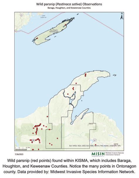 Wild Parsnip Food Or Foe News Sports Jobs The Mining Gazette