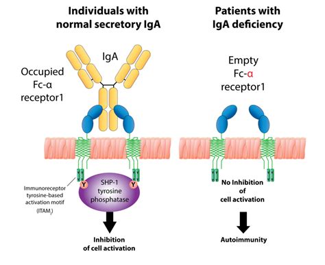 Mucosal Immune System The First Line Of Defense Siga Test