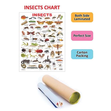 Buy Insect Chart 3 10 Years On Snooplay India
