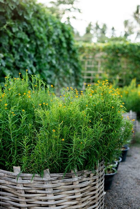 Tarragon By Stocksy Contributor Chalit Saphaphak Stocksy