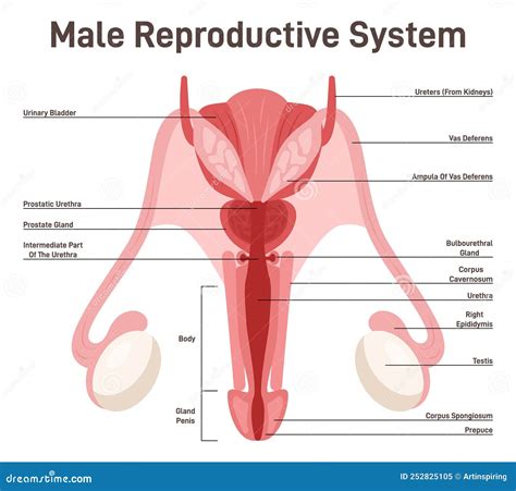Male Reproductive System Healthy Human Internal Organs Stock Vector Illustration Of Testes