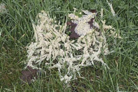 Slime Mold On Grass What Is It And How To Get Rid Of It