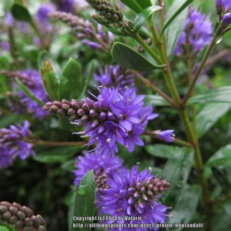 Hebe Veronica Heebie Jeebies In The Veronicas Database Garden Org