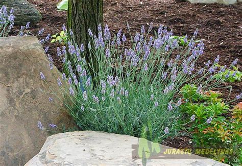 Levanda Sensational Juragių Medelynas