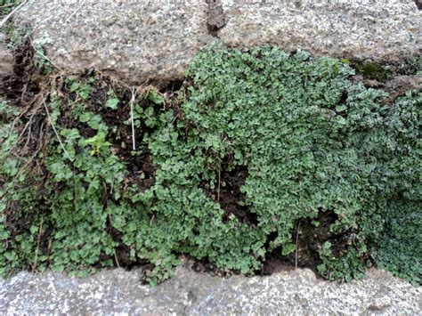 Plagiochasma Rupestre Ecoregistros