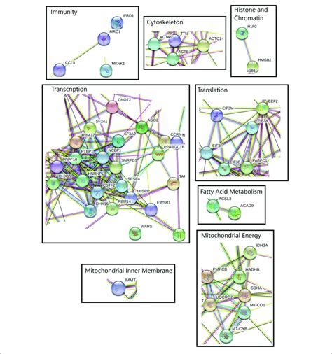 Protein Protein Interaction Network Performed With String Online
