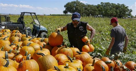 Pumpkin Patches In New Mexico A Guide To The Best Places For Fall Fun
