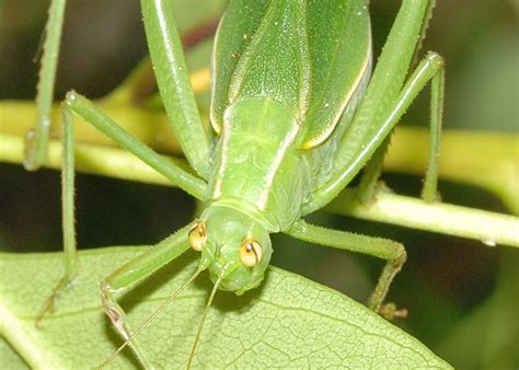 Crickets And Katydids Biology Suborder Ensifera Order Orthoptera