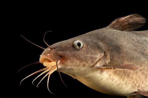 Eel Tailed Catfish