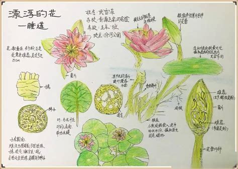 生物多样性看山西 自然笔记大赛作品展六 搜狐大视野 搜狐新闻