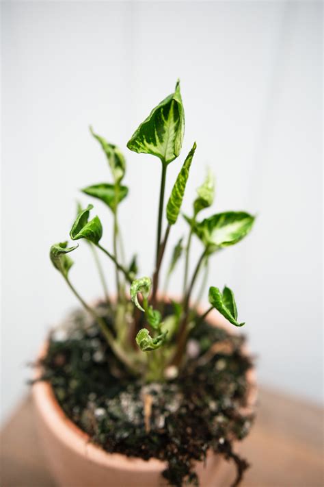 Syngonium Godzilla - Centrum Ogrodnicze Silesia