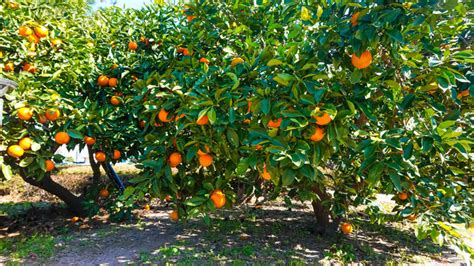 귤나무 이미지 찾아보기 208 스톡 사진 벡터 및 비디오 Adobe Stock