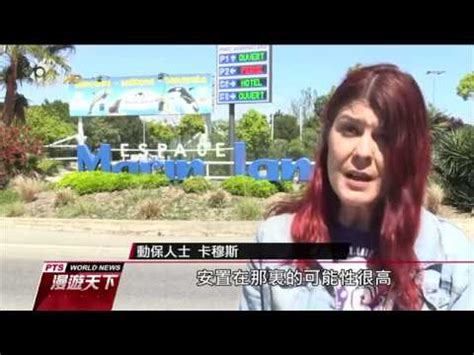 墨國流刺網致命 小頭鼠海豚瀕絕 20170611 全球現場漫遊天下 YouTube