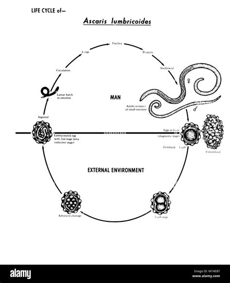 Ascaris Lumbricoides Anatomy External