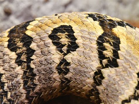 Timber Rattlesnake Potter Park Zoo