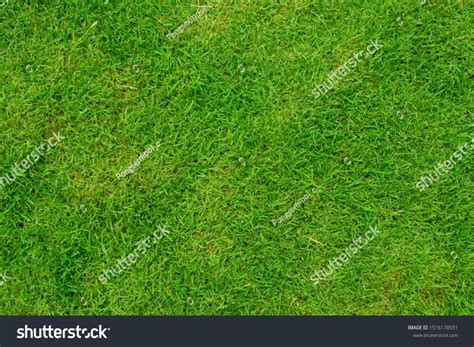 Green Grass Texture Background