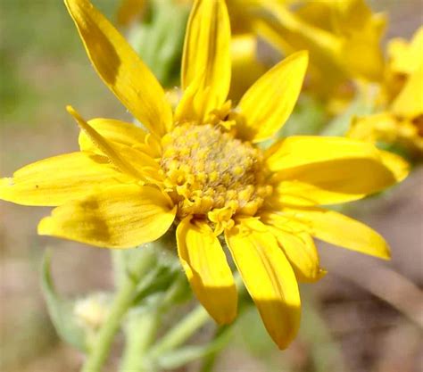 Arnica Mollis Calflora