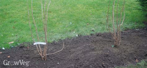 How To Plant And Prune Currant Bushes