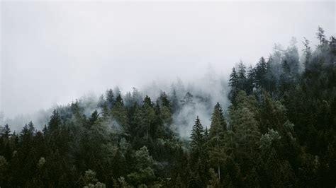 Завантажити шпалери на робочий стіл ПК Ліс Струмок Брук Туман