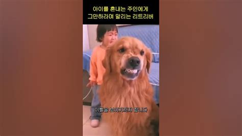 아이를 혼내는 주인에게 그만하라며 말리는 리트리버 Youtube