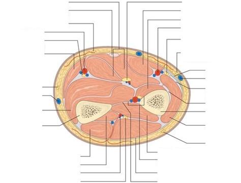 Diagram Of Forearm Cross Section Quizlet