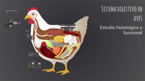 Sistema Digestivo En Aves By Joseth On Prezi