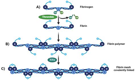 Fibrin Scaffolds For Cartilage Repair Encyclopedia Mdpi