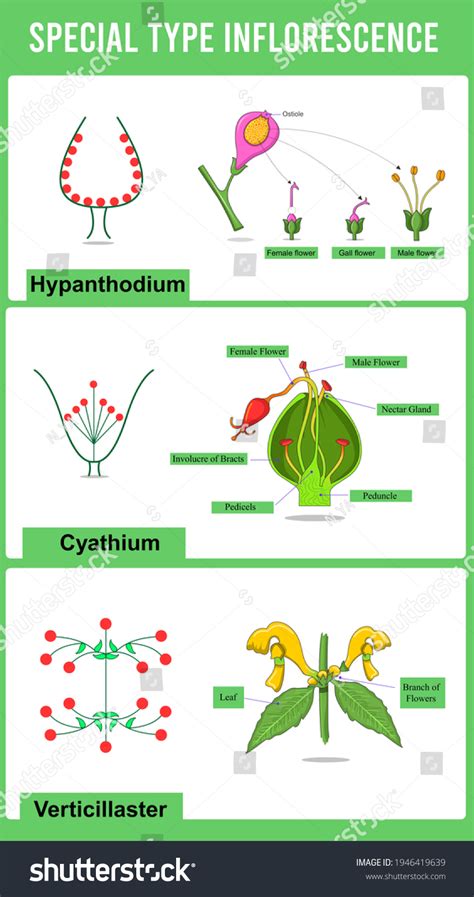 What Is Inflorescence Definition And Types Of Inflorescence