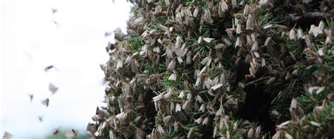 Spruce Budworm Biobee Usa