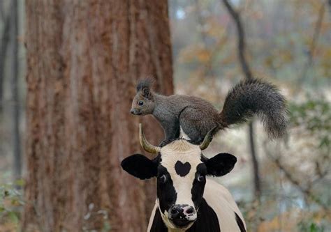 Moonie The Moocher Cow And Black Squirrel Photography By Moonie The Moocher Saatchi Art