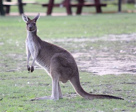 Definitive Guide To Western Gray Kangaroo Facts Habitat Conservation