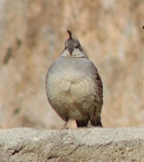 Fattest Bird In The World Antarctica Yields Oldest Fossils Of Giant