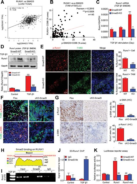 Hematopoietic Transcription Factor Runx1 Is Essential For Promoting