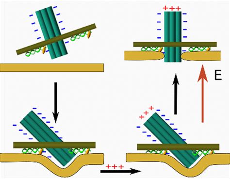 Driving Dna Nanopore Membrane Insertion Through Dipolar Coupling Nano
