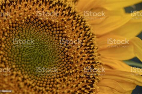 녹색 버드 해바라기 꽃해바라기 건강한 라이프 스타일 생태 유기농 농업 스몰 홀딩 원예 건강 개념 자연 양보 0명에 대한 스톡 사진 및 기타 이미지 Istock