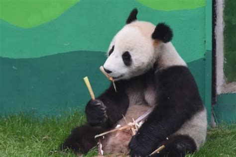 大熊猫的生活习性 发财农业网