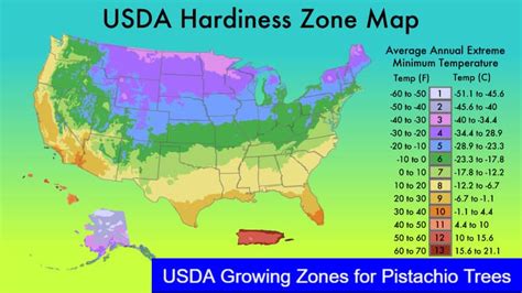 Essential Guide To Planting Growing And Caring For Pistachio Trees