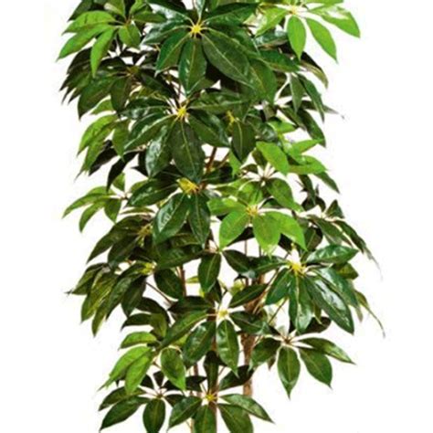 Scheflera Giant Taller De Las Indias
