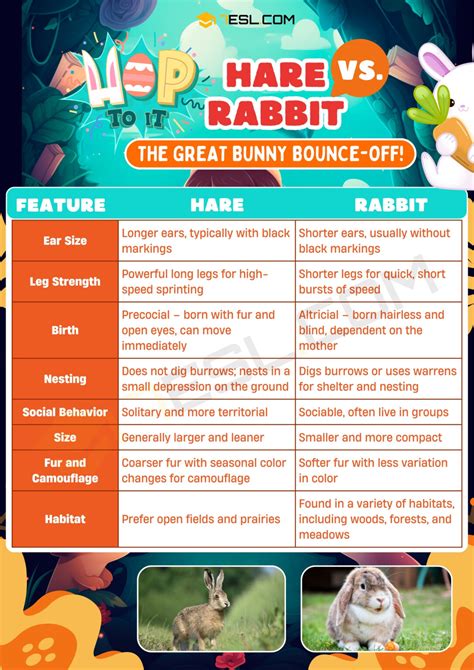 Rabbit Vs Hare Difference And Comparison T3mu