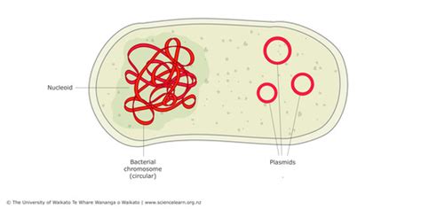 Biology 3 2 1 2 Prokaryotic Cells And Viruses Flashcards Quizlet