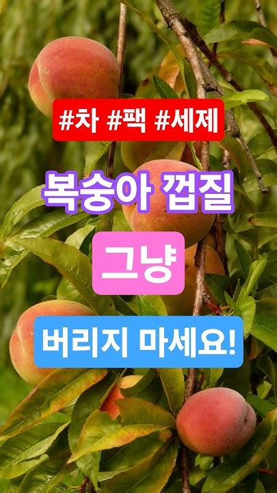복숭아 껍질 그냥 버리지 마세요 Shorts 백세건강 건강이최고다 건강정보 Youtube